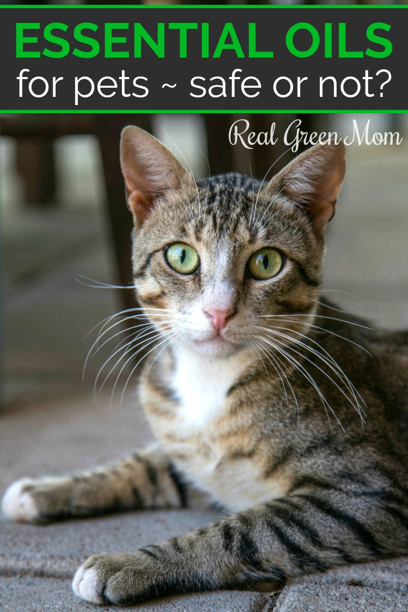 How to Use Essential Oils for Pets - Real Green Mom